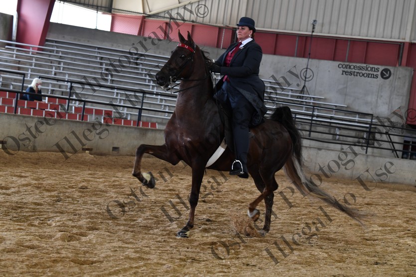 ASAW Summerfun 2020 - Three Gaited - Horse Show Proofs - 2020 - www ...