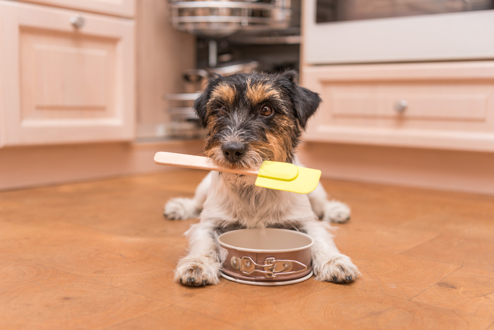 3 Gourmet Meal Ideas for Dogs