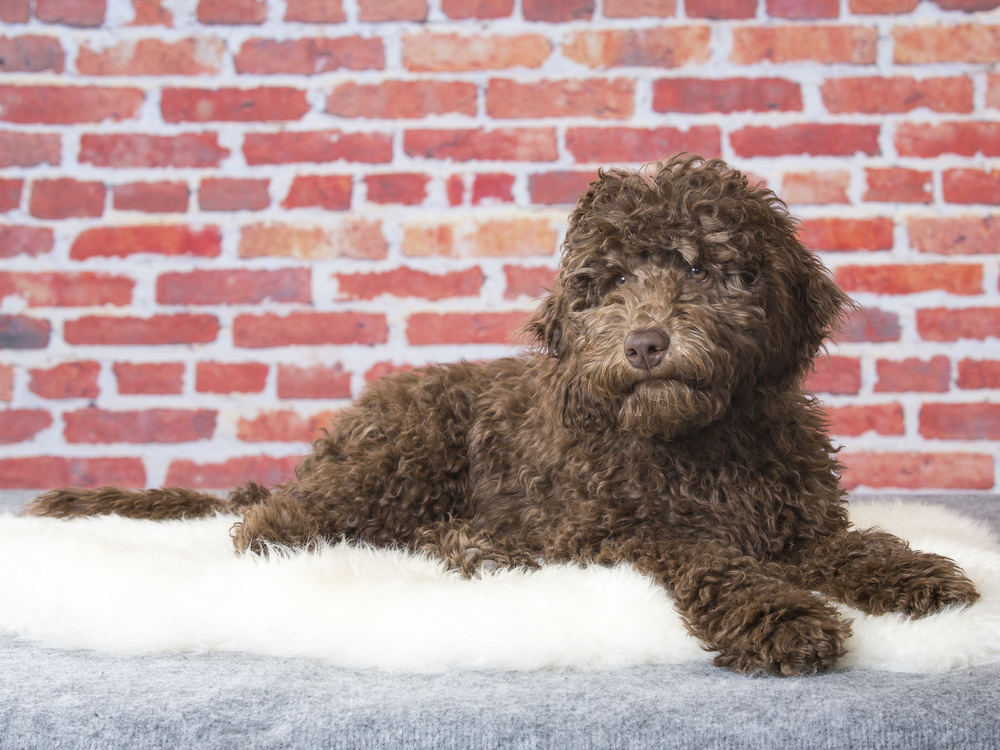 Labradoodle Dog Breed Information, Puppies & Pictures