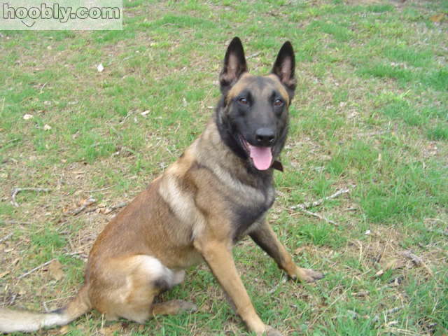 Belgian Malinois Life Expectancy