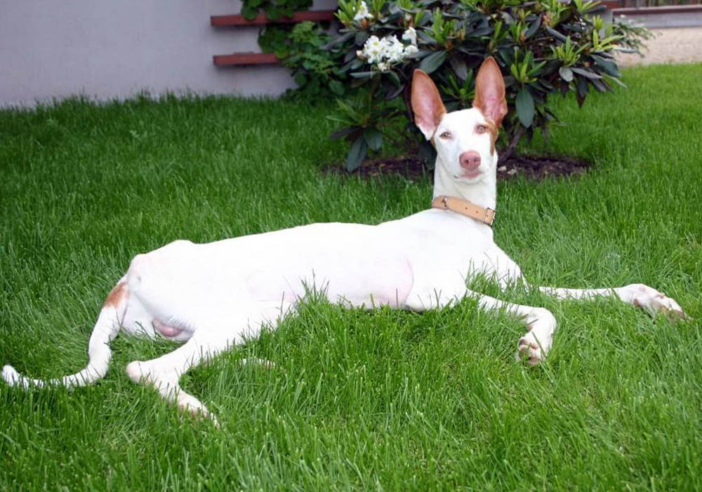 Ibizan Hound Dog Breed Information, Puppies & Pictures