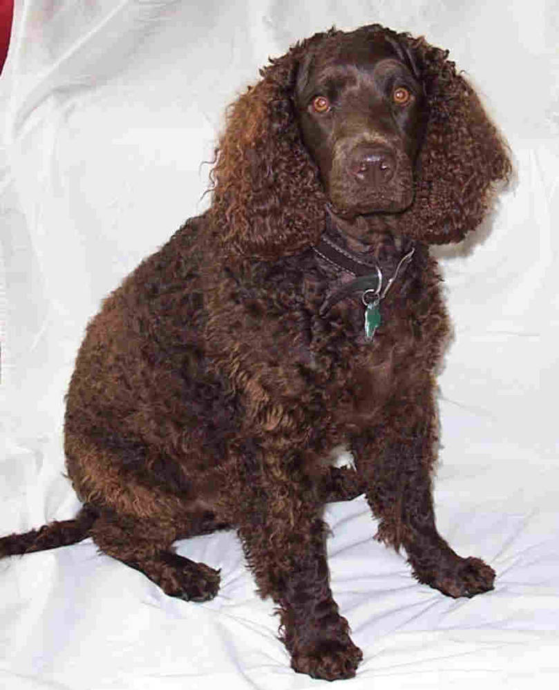 American Water Spaniel Dog Breed Information, Puppies & Pictures
