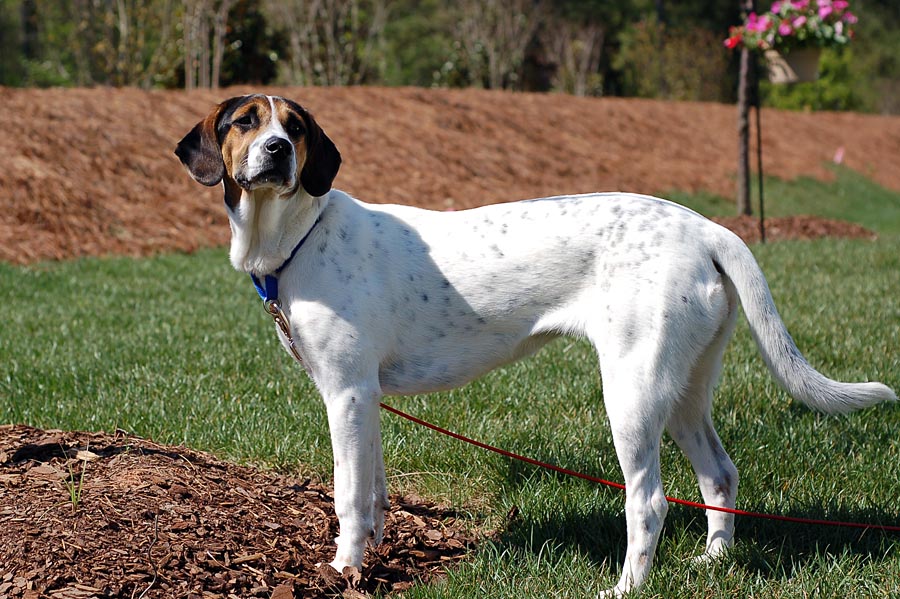 American Foxhound Pictures