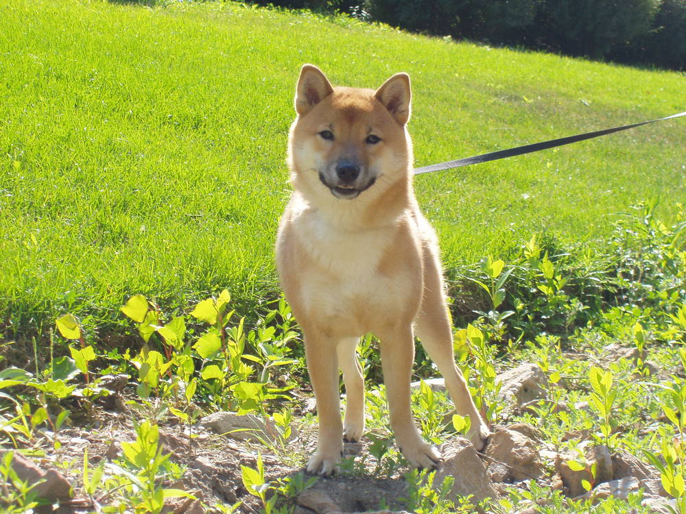 Shiba Inu Pictures