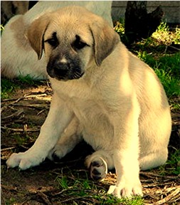 Anatolian Shepherd Dog Breed Information, Puppies & Pictures