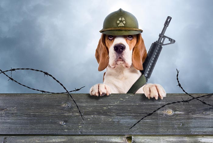 The Best Guard Dogs For Every Scenario