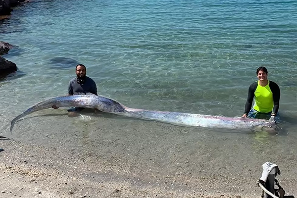 Pez Remo aparece en playa de Baja California Sur