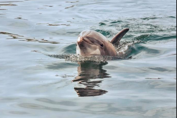 El Delfín gris ya se une a la lista de especies en peligro de extinción