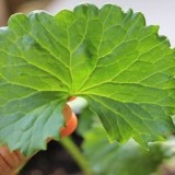 Dherbs - Herbal Supplements, Herbal Remedies, Natural Healing Remedies ...