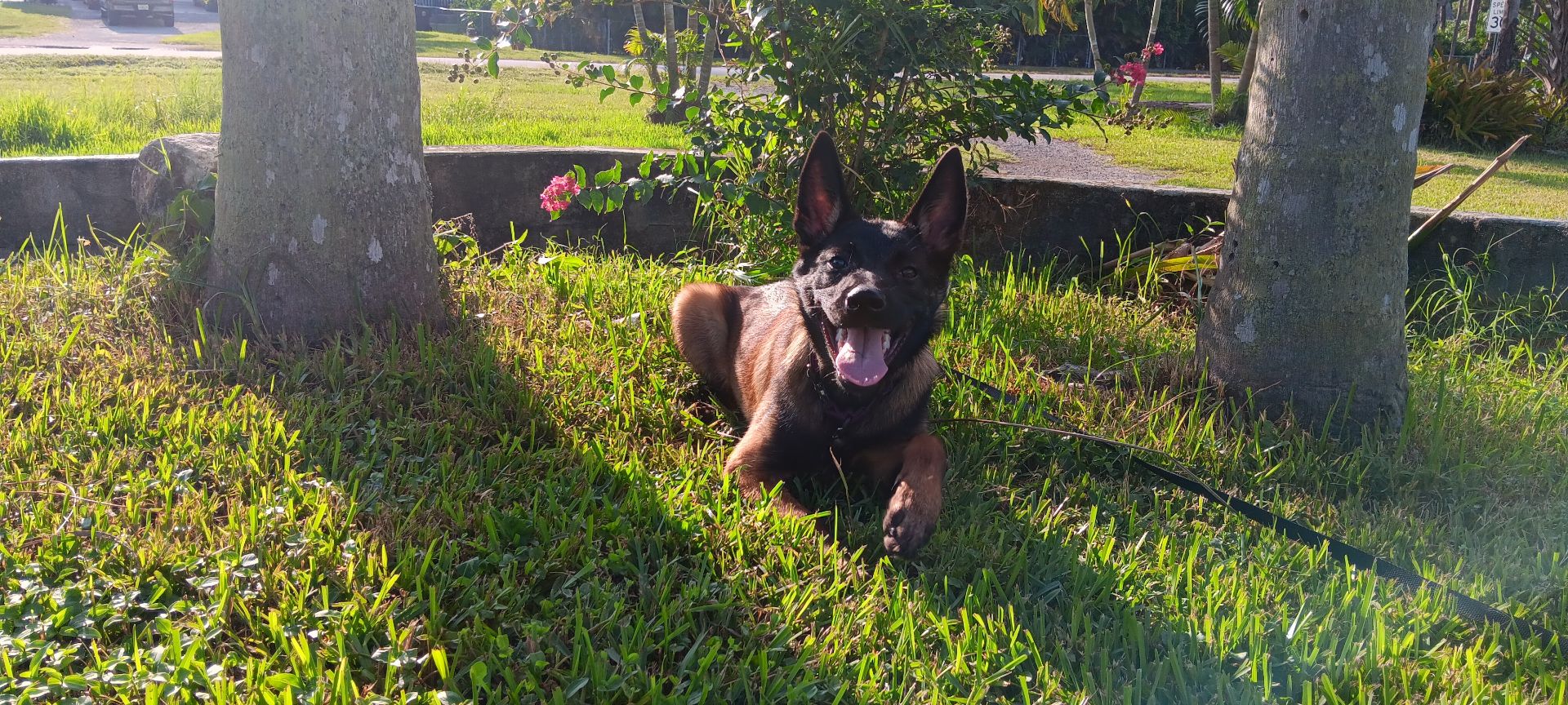 Dog Training Intake Form - Jonathan Poltrock