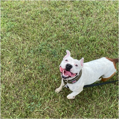 Schedule Gray Matter Dog Training