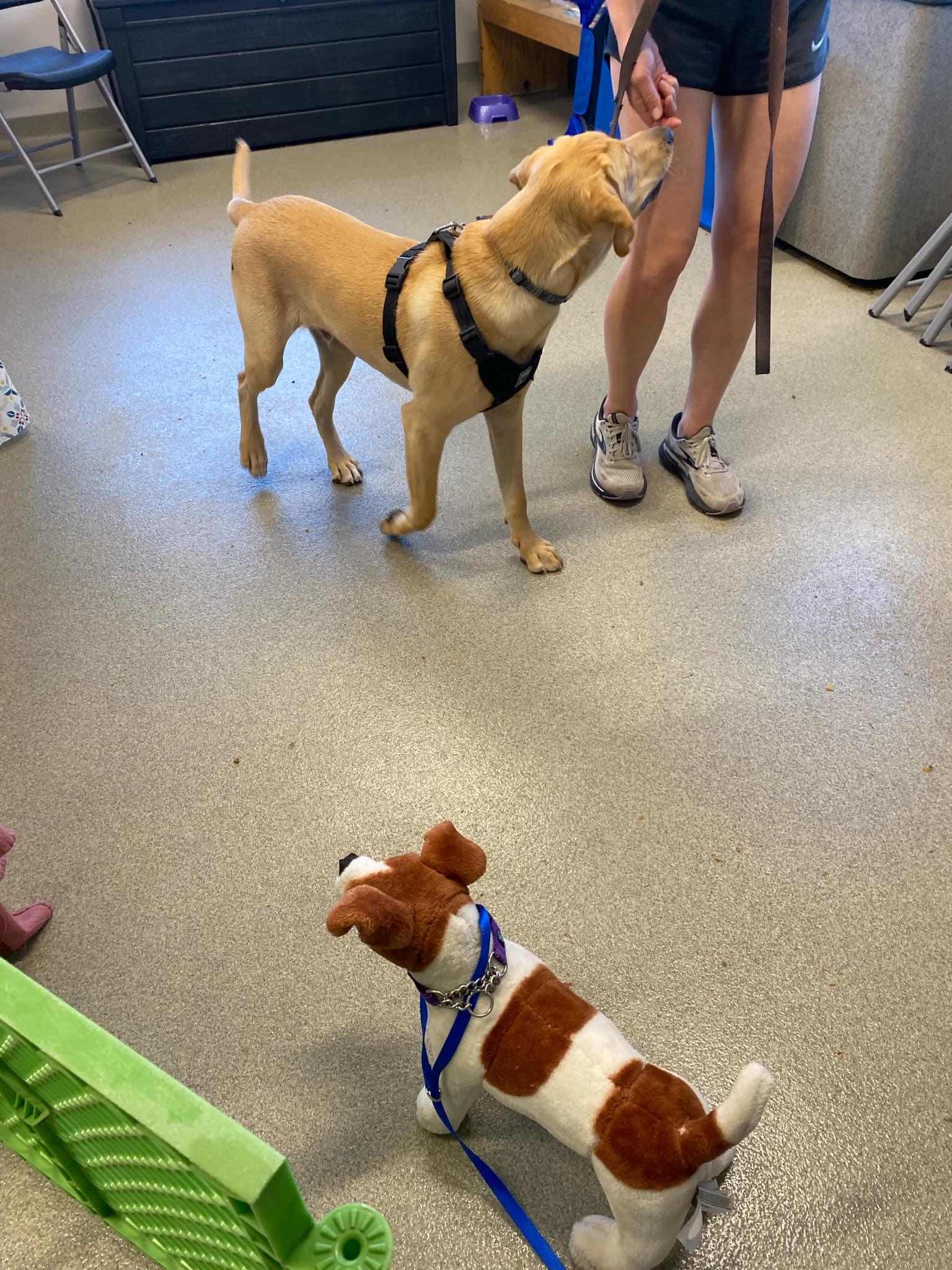 Schedule Gray Matter Dog Training