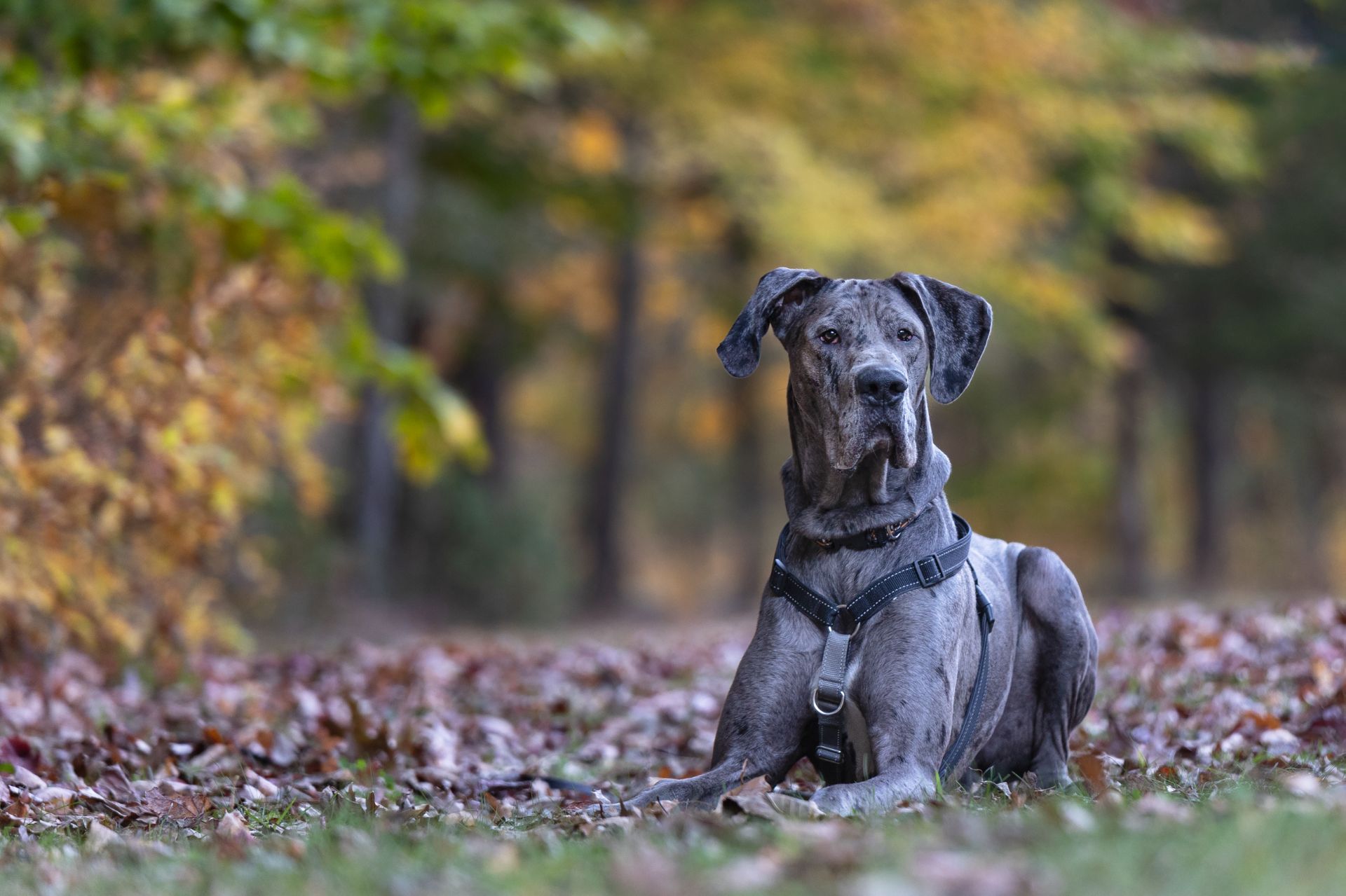 Schedule Unique Souls Canine Training