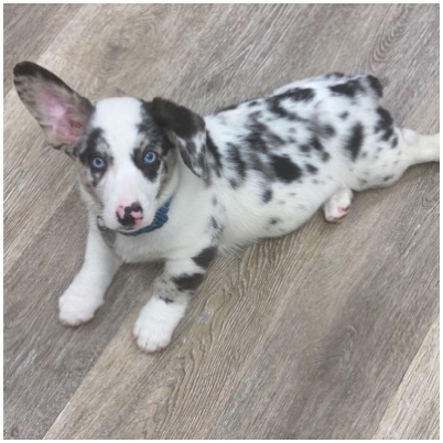 Schedule Core Canine