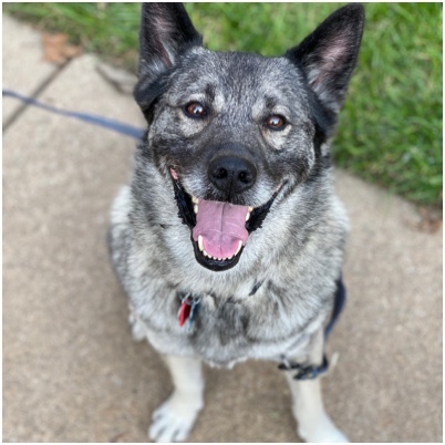 Schedule Core Canine