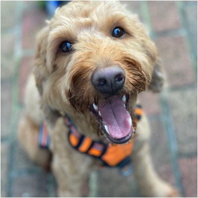 Schedule Core Canine