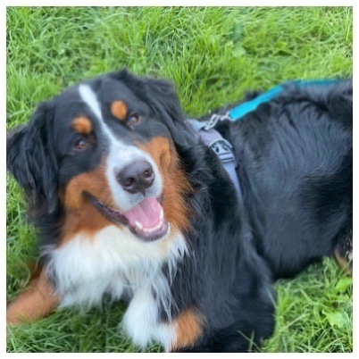 Schedule Core Canine