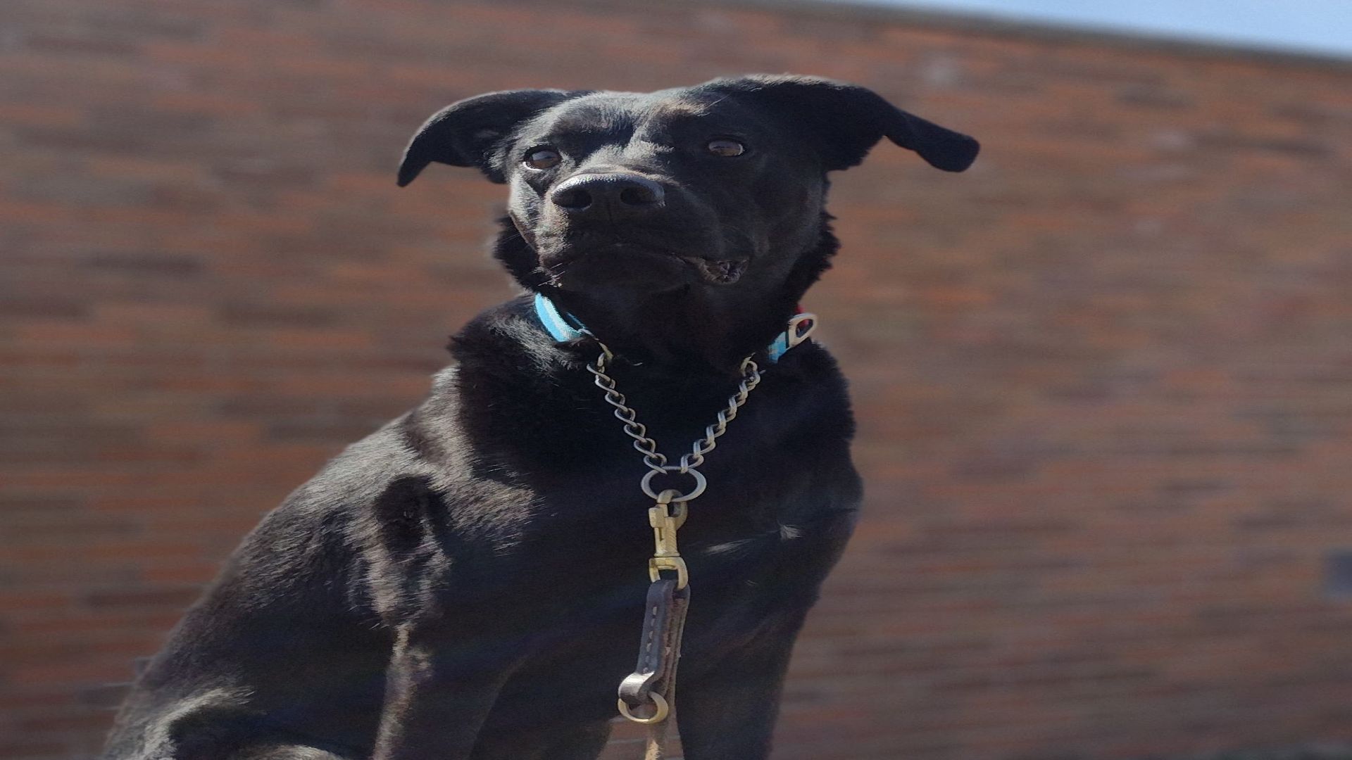 Dog Training Intake Form - Contiguous Canine Behavior Solutions LLC