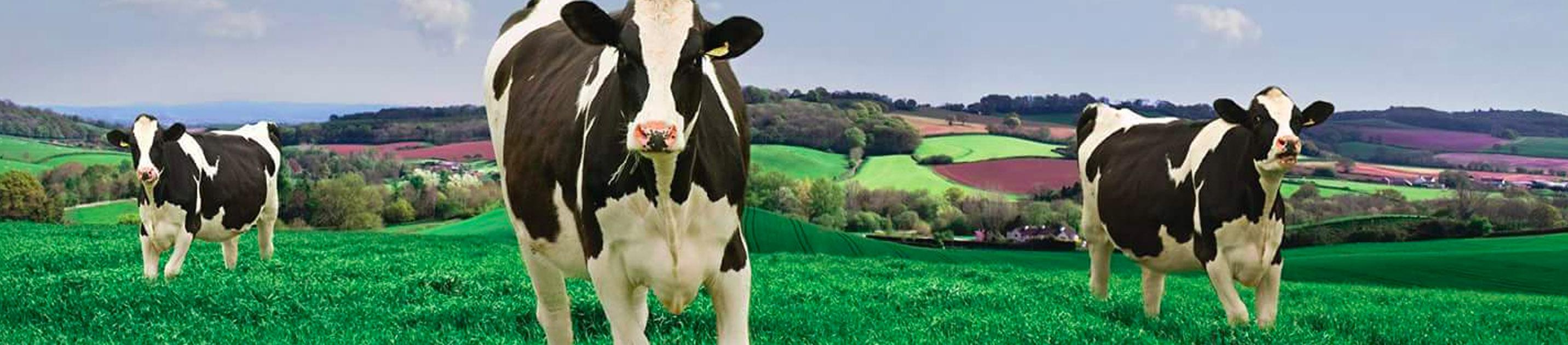 Creative COW Culture | Comparably