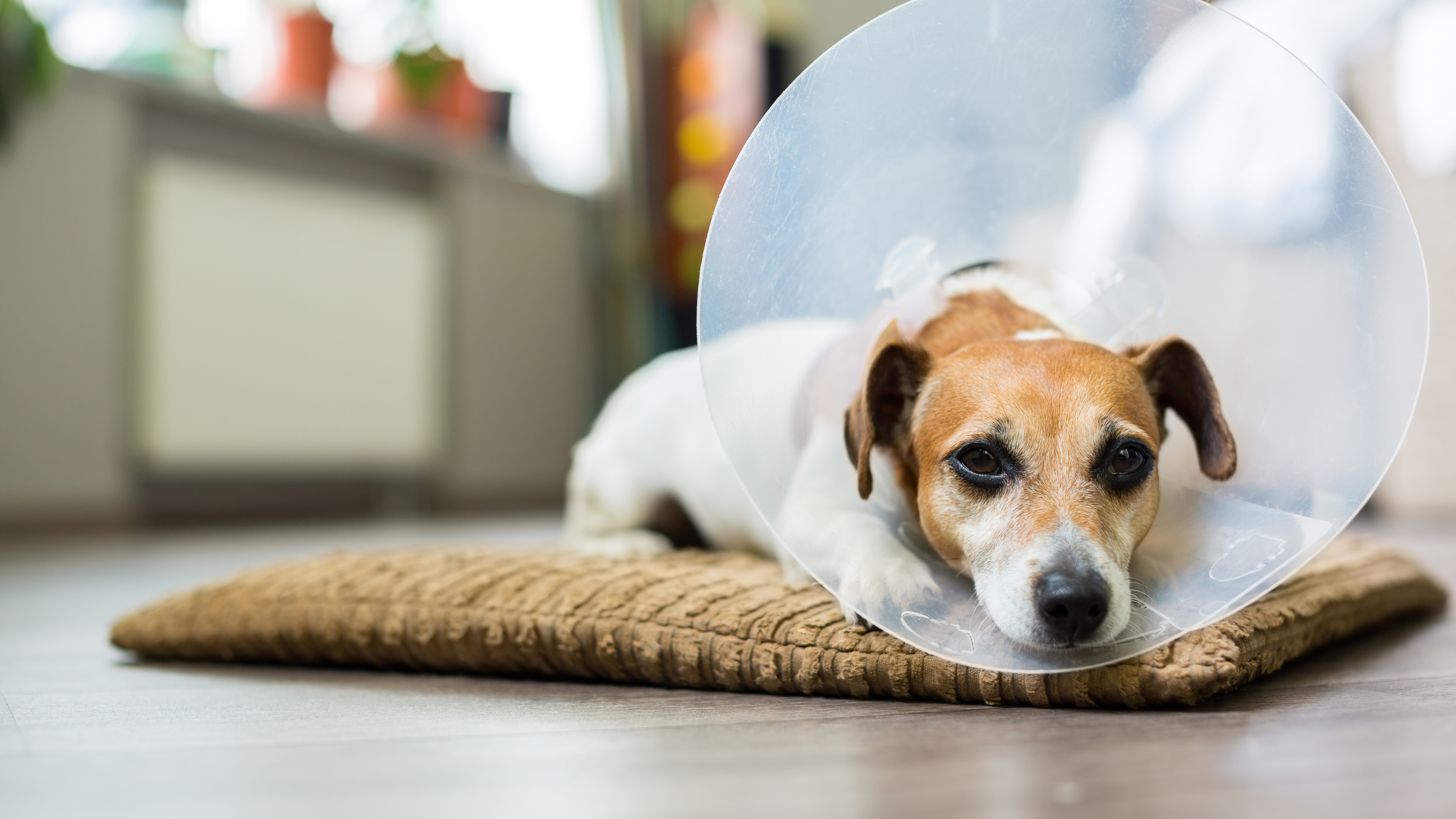 What Happens If A Dog Licks His Neuter Incision