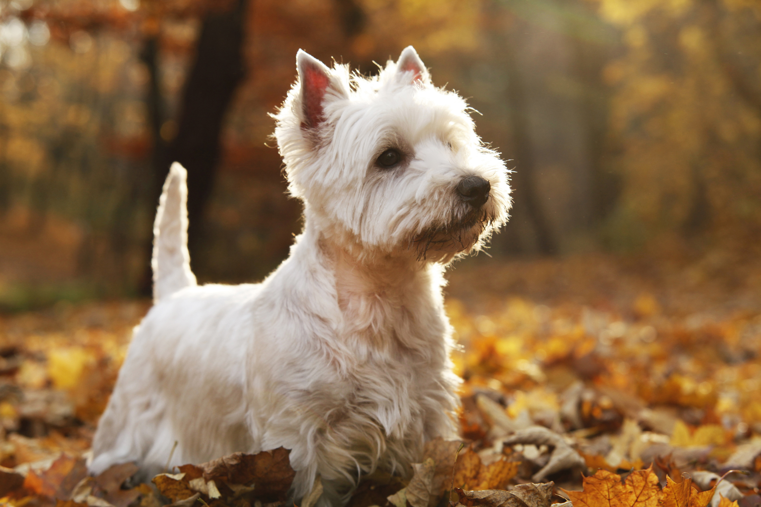 What Is A White Scottish Terrier