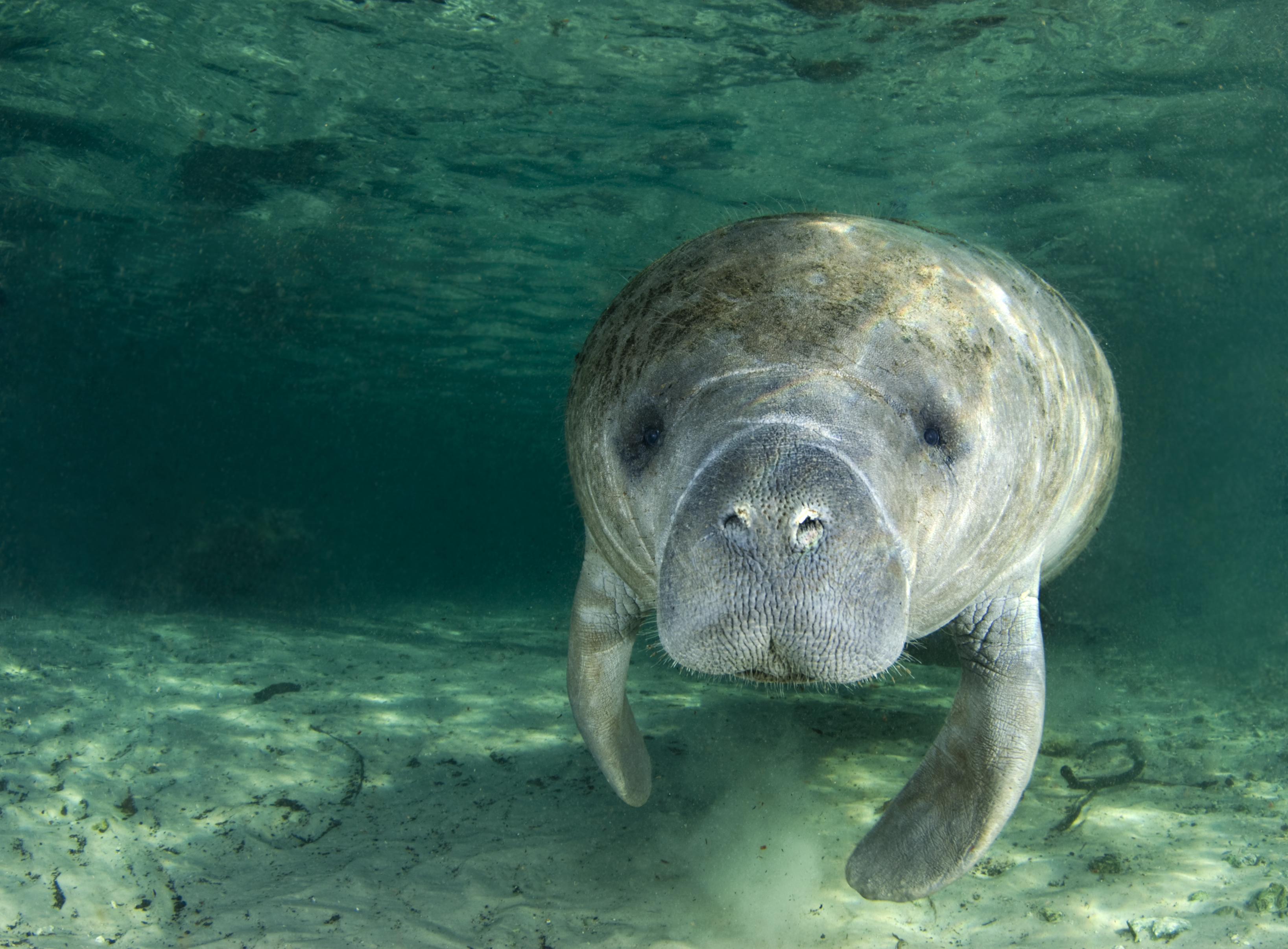 Swimming With Manatees