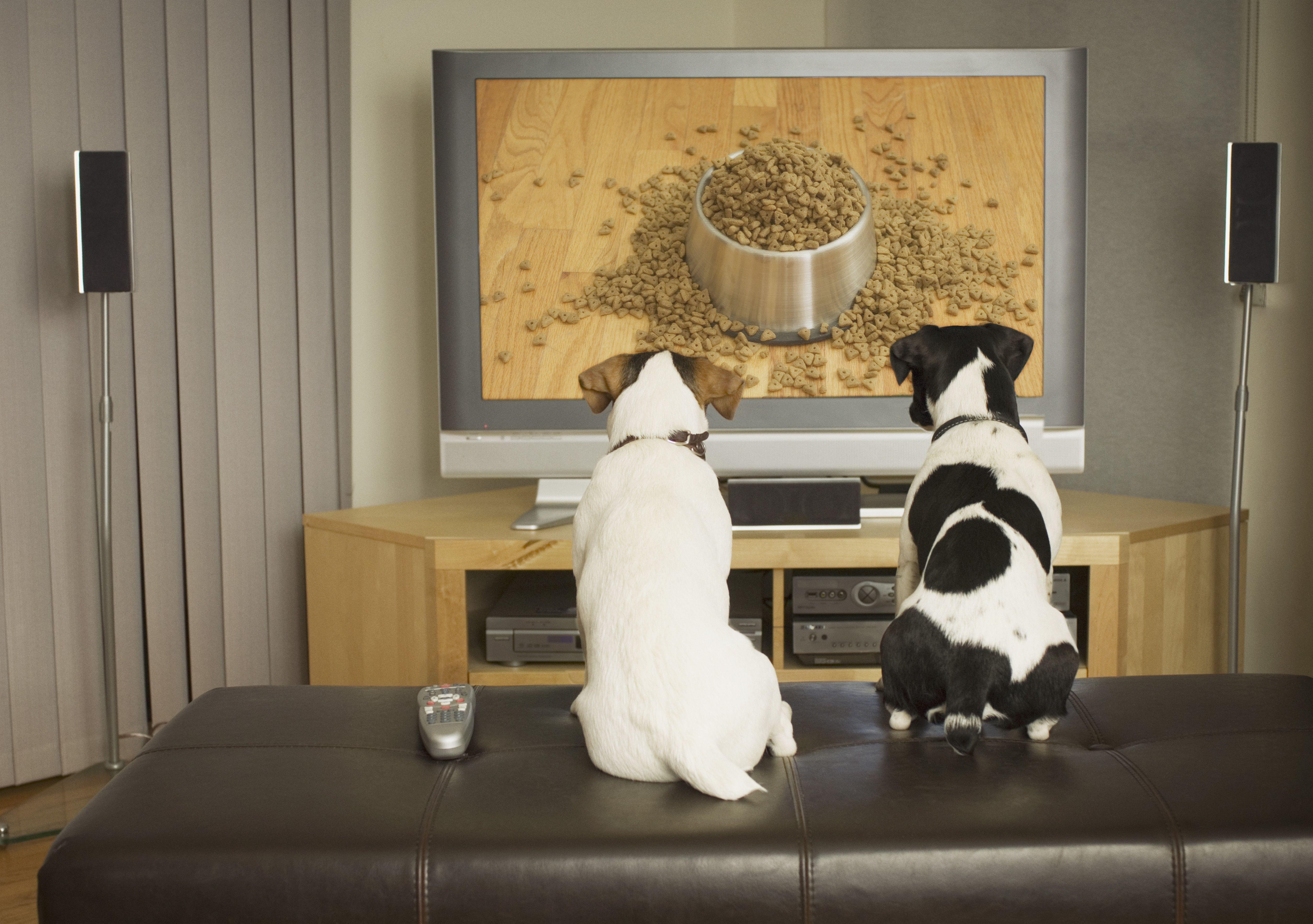 Does Leaving The Tv On Help Dogs With Anxiety