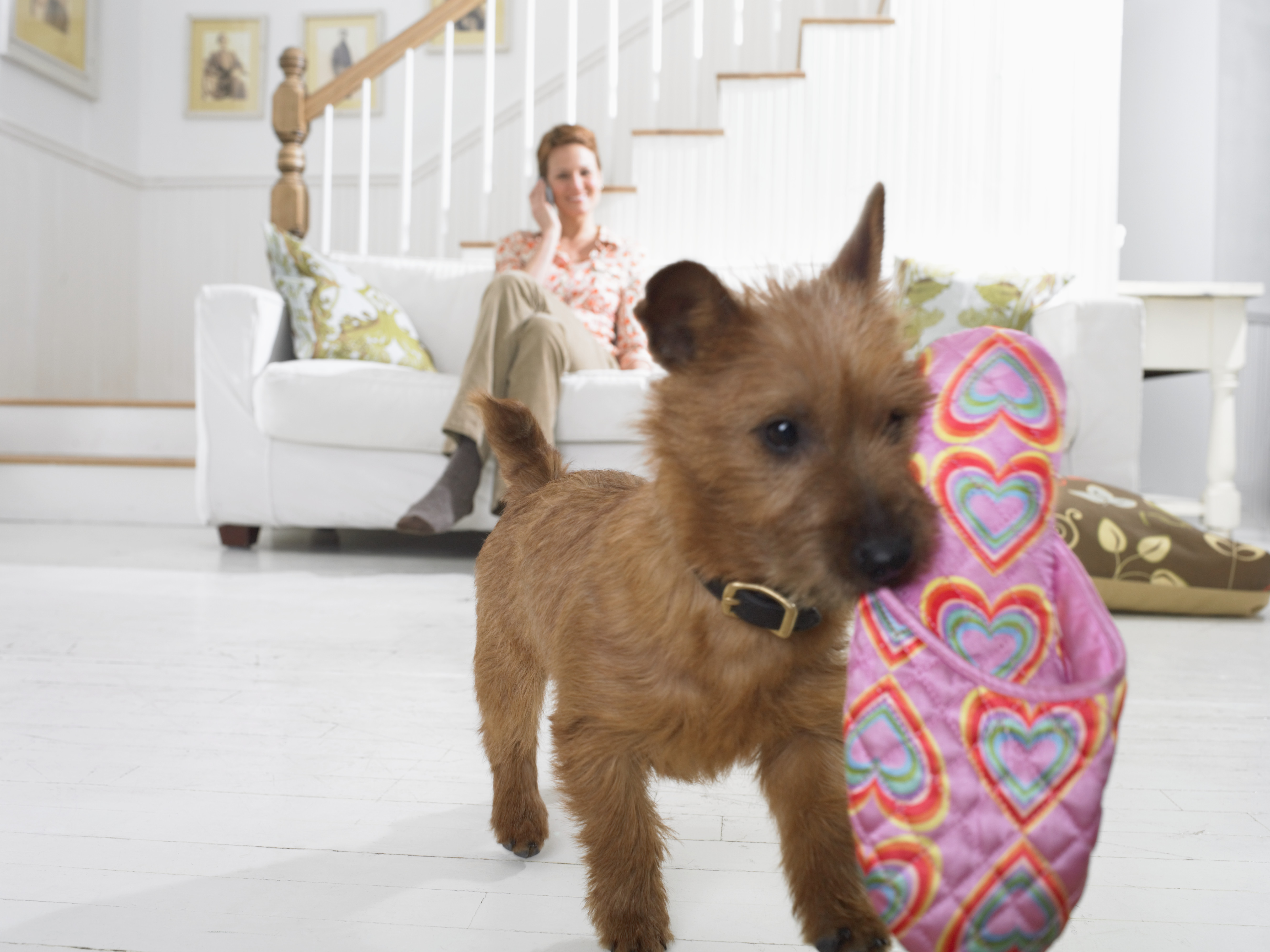 How Do You Teach A Dog To Grab Things