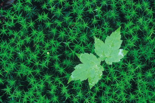 Maple Seedlings Everywhere