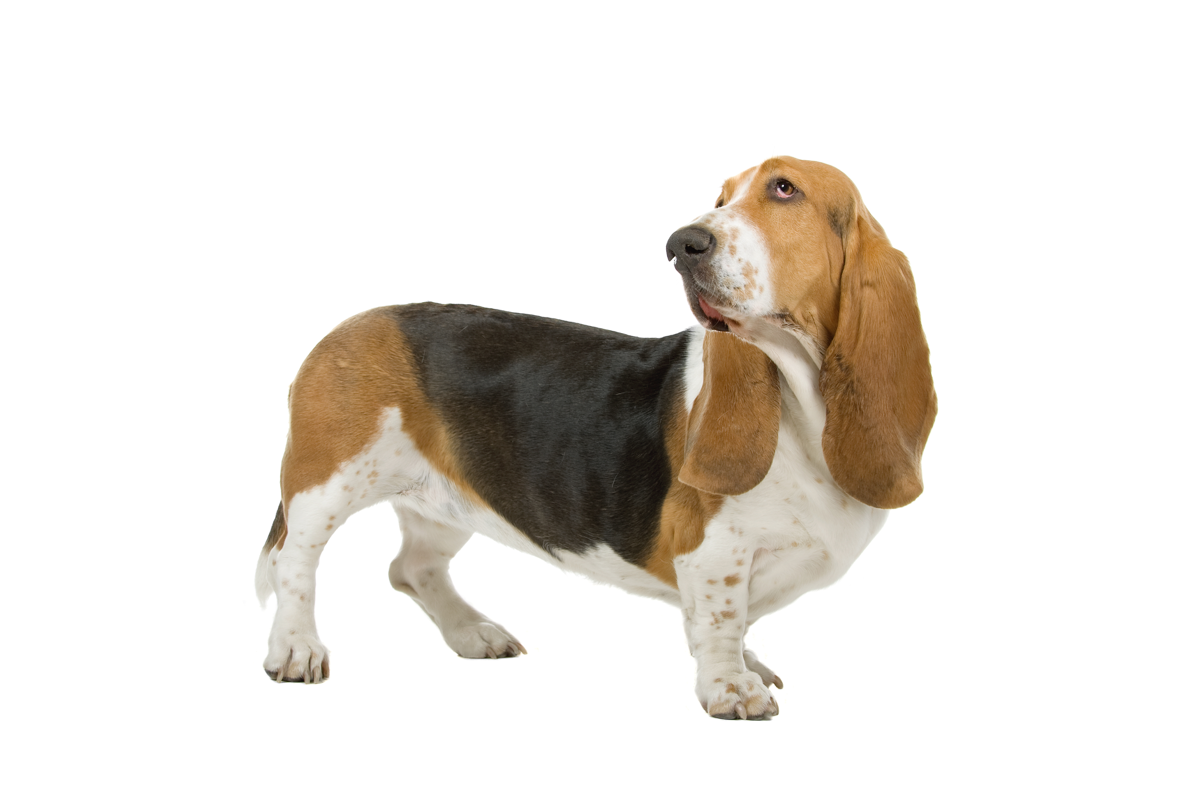 How To Tell The Breed Of A Basset Hound
