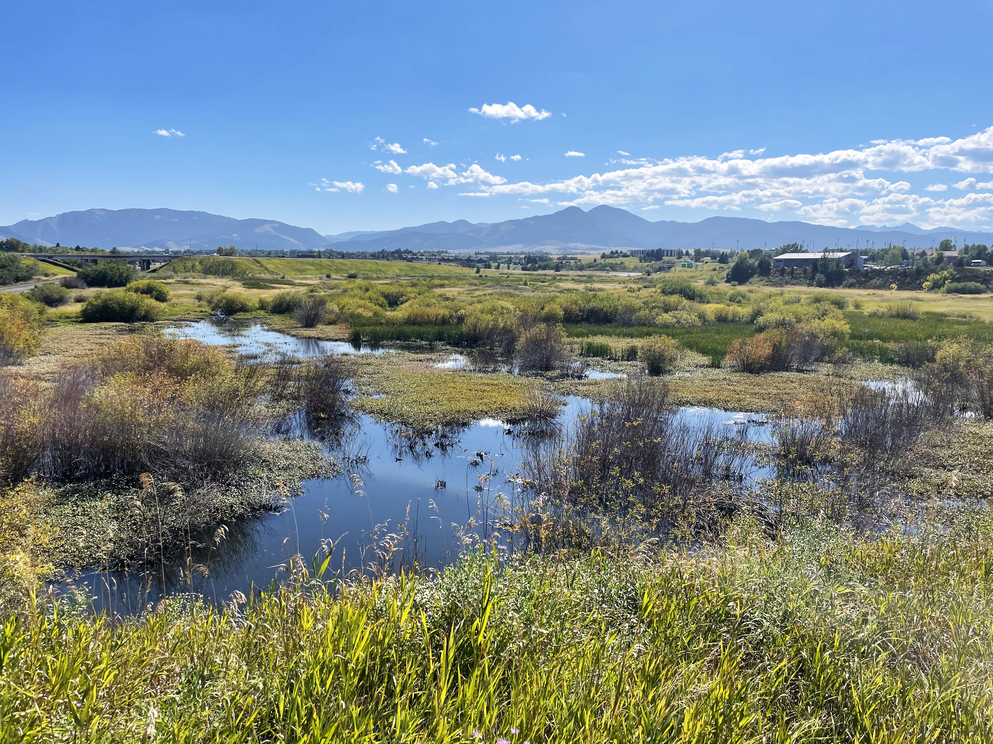 Wetlands & Watercourse Draft Available | Wetland Code Update | Engage ...