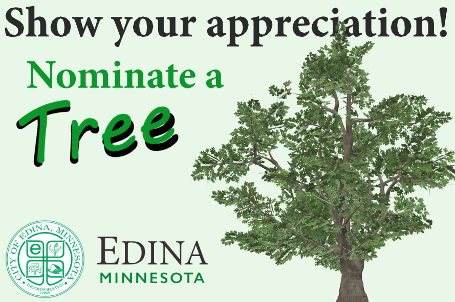 2024 Best Oak Tree: A Majestic Oak Tree | Tree Recognition Campaign ...