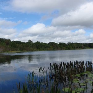 Shoreline Vegetation and Permitting | Lake Sue Taxing District | Engage ...