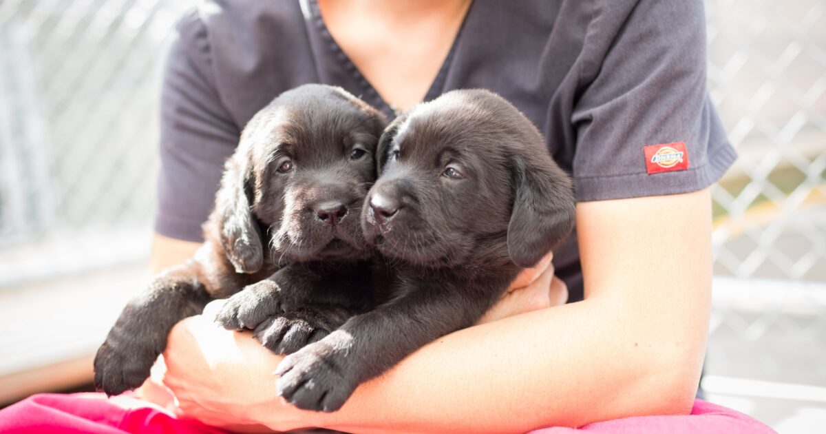 Breeder Resources | Guide Dogs for the Blind