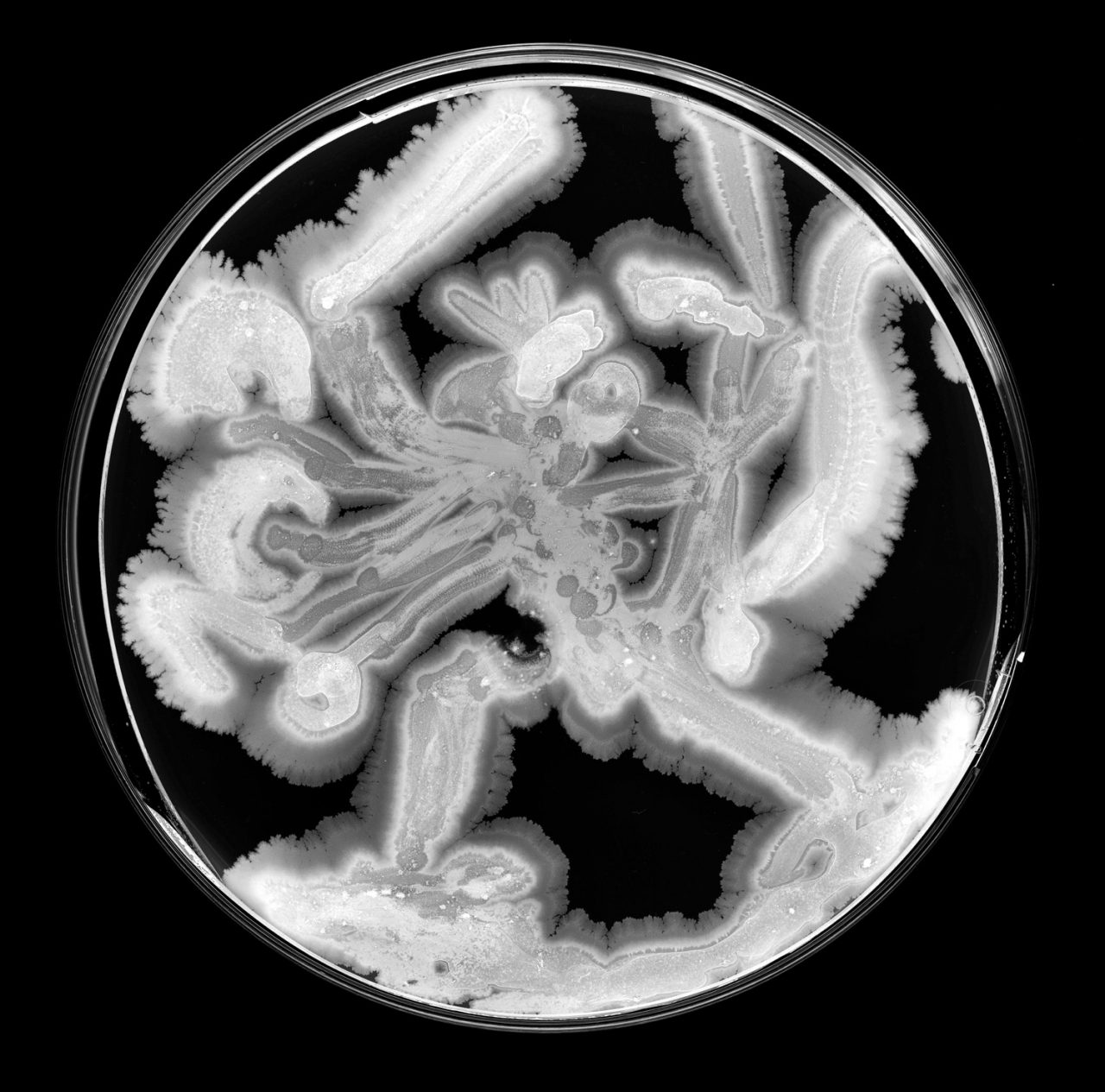 Bacteria Myths – Ben Timpson