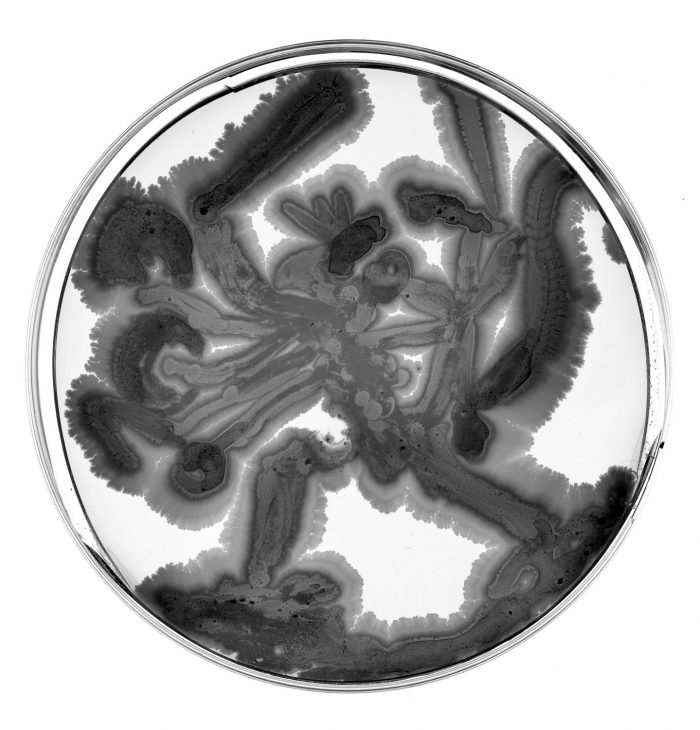 Bacteria Myths – Ben Timpson