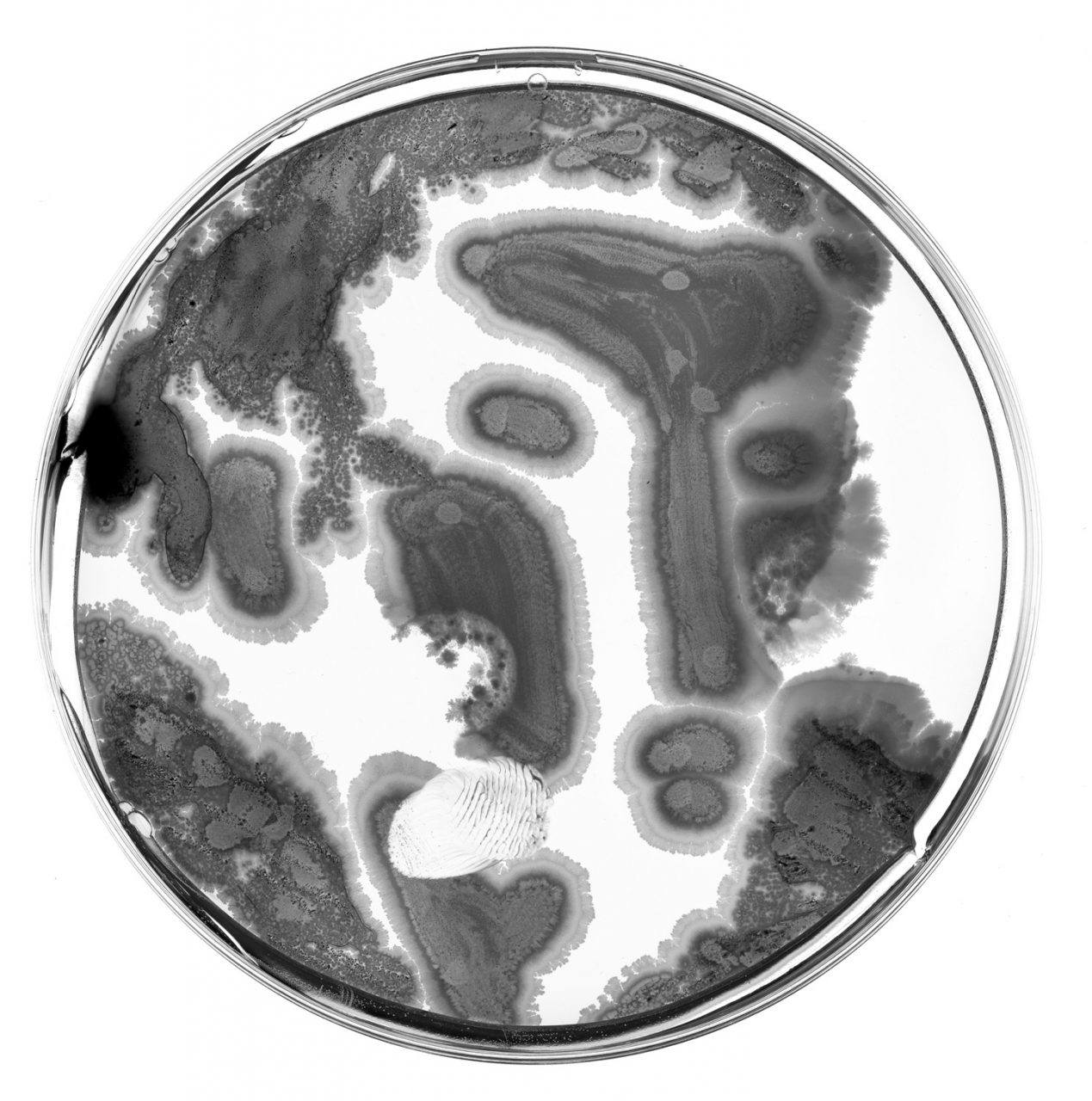 Bacteria Myths – Ben Timpson