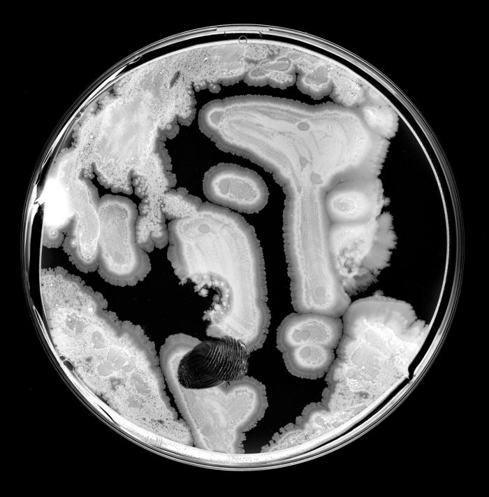 Bacteria Myths – Ben Timpson