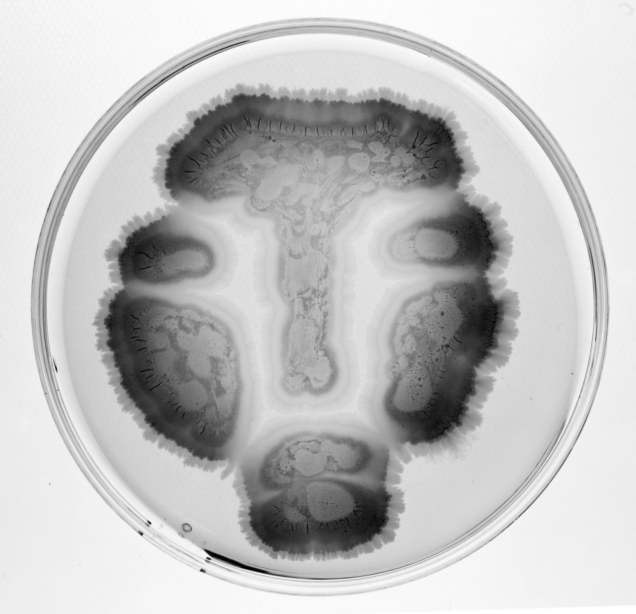 Bacteria Myths – Ben Timpson