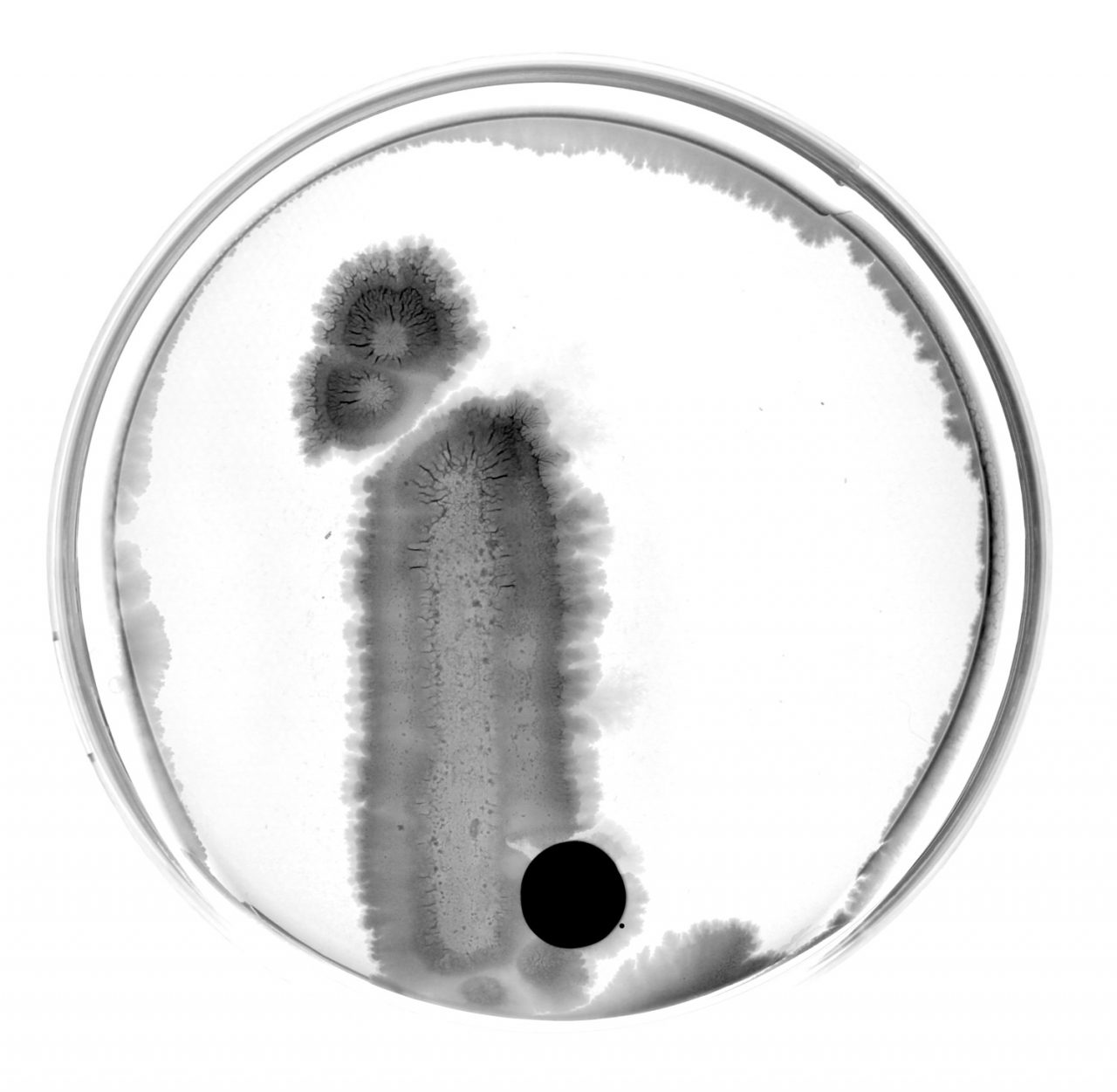 Bacteria Myths – Ben Timpson