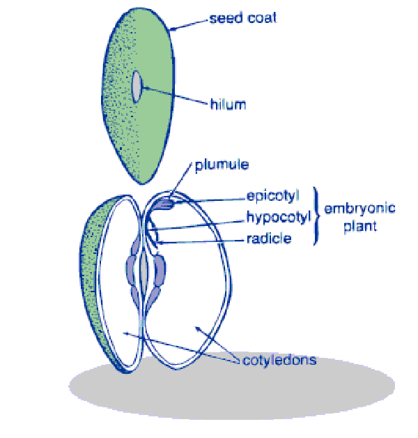 Hands for Science Activity