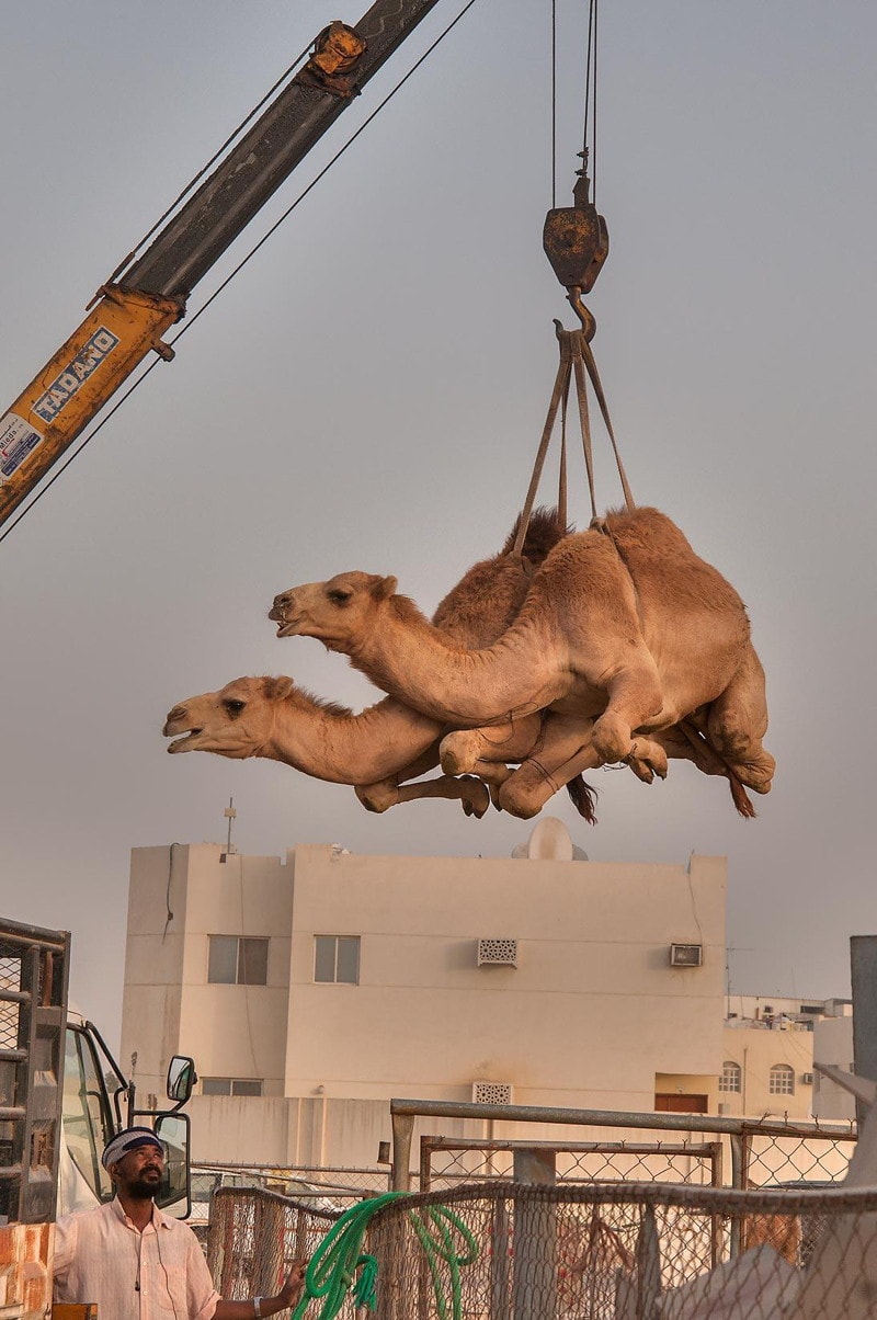 Camels loaded by crane - photo