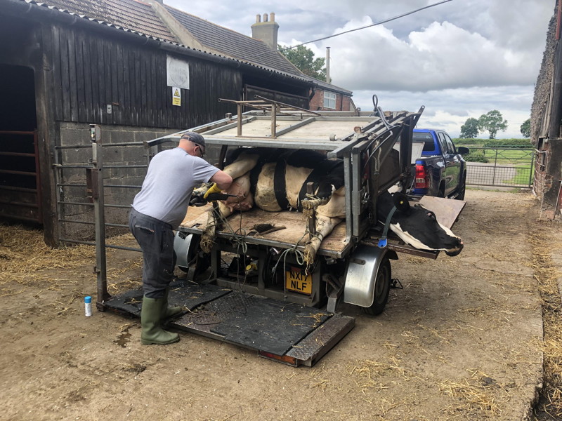 Cow foot trimming rig - photo