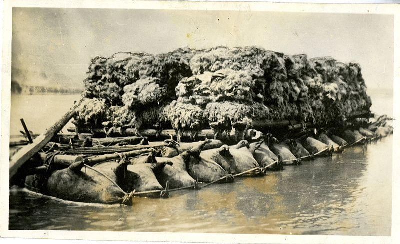 Cow carcass boats - photos