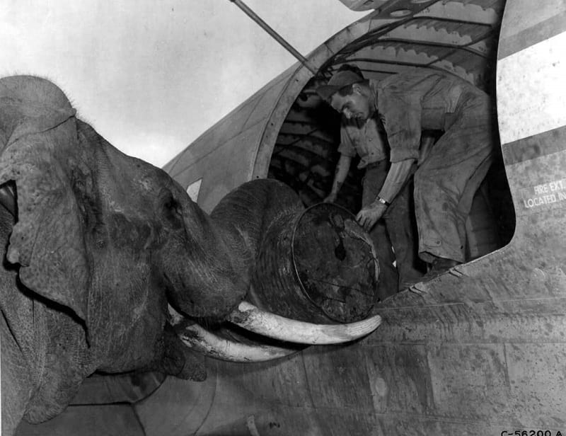 WW2 elephant loading drums onto an aircraft - photo