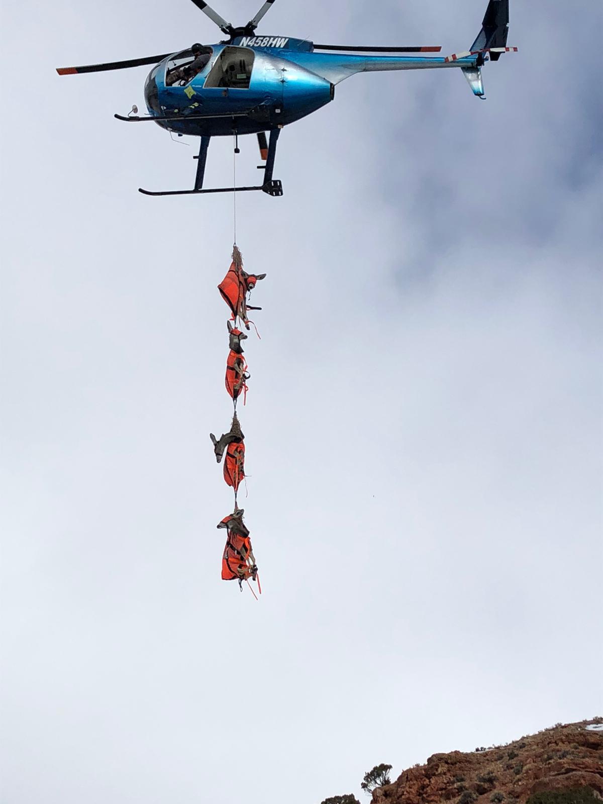 Transporting deer by helicopter - photo - HomemadeTools.net