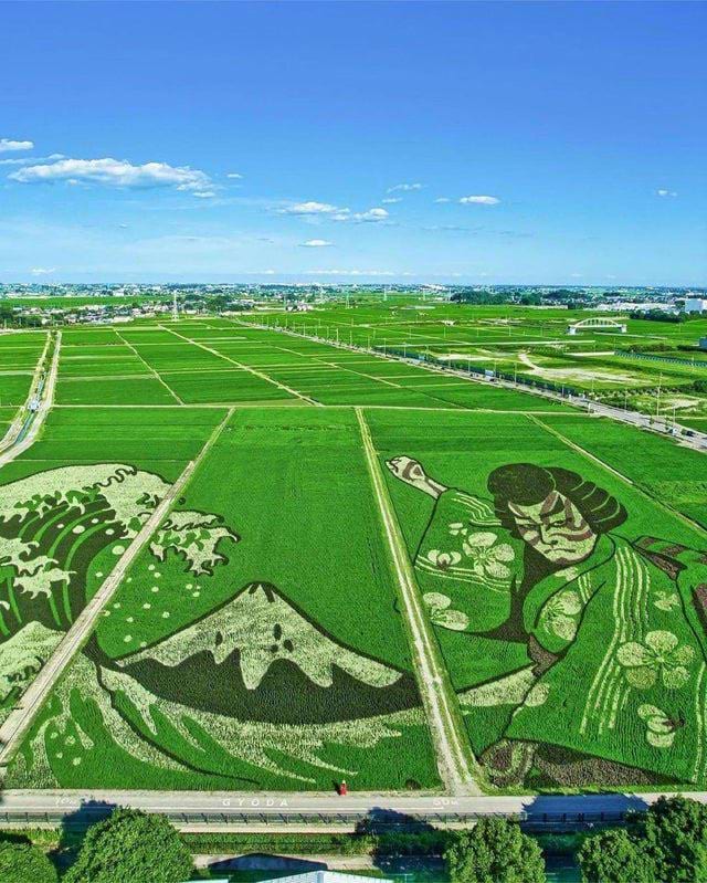 Japanese rice paddy art - photo - HomemadeTools.net