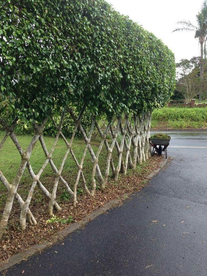 Latticed hedge fence - photo - HomemadeTools.net