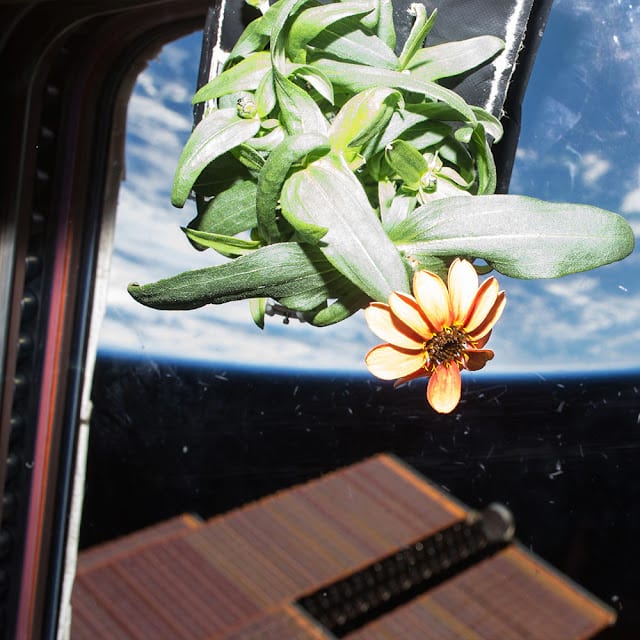 Flower grown in space - photo - HomemadeTools.net