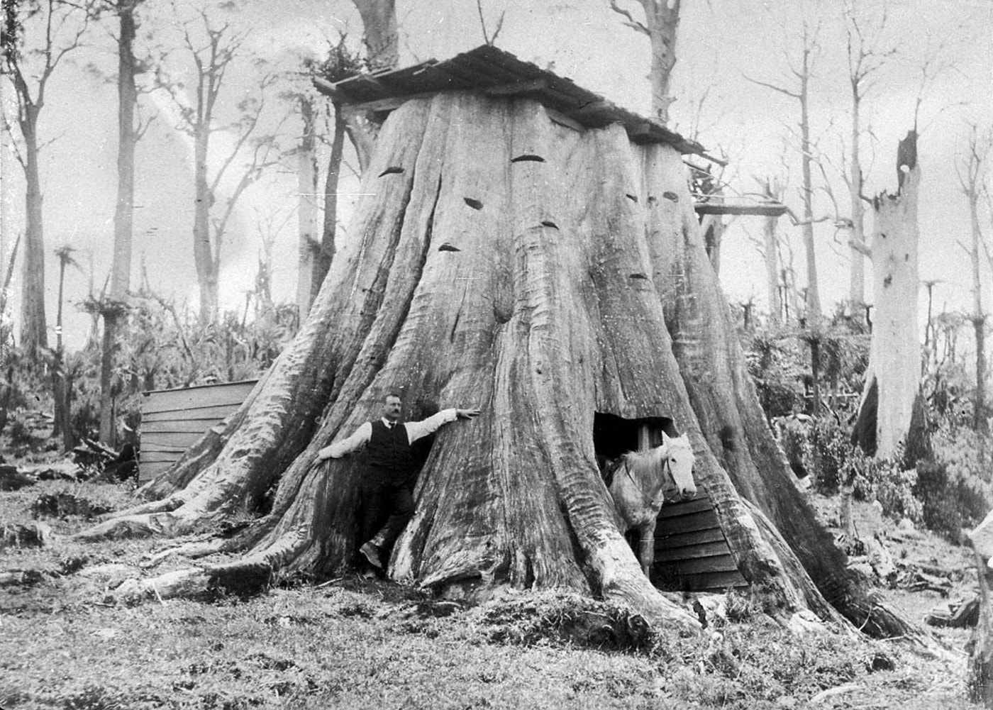 Stump houses - photos - HomemadeTools.net